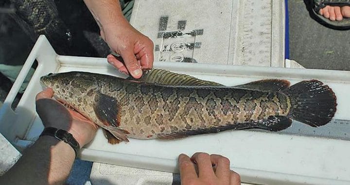 Wild Chesapeake: Va. Man Sets New Snakehead World Record | Chesapeake ...